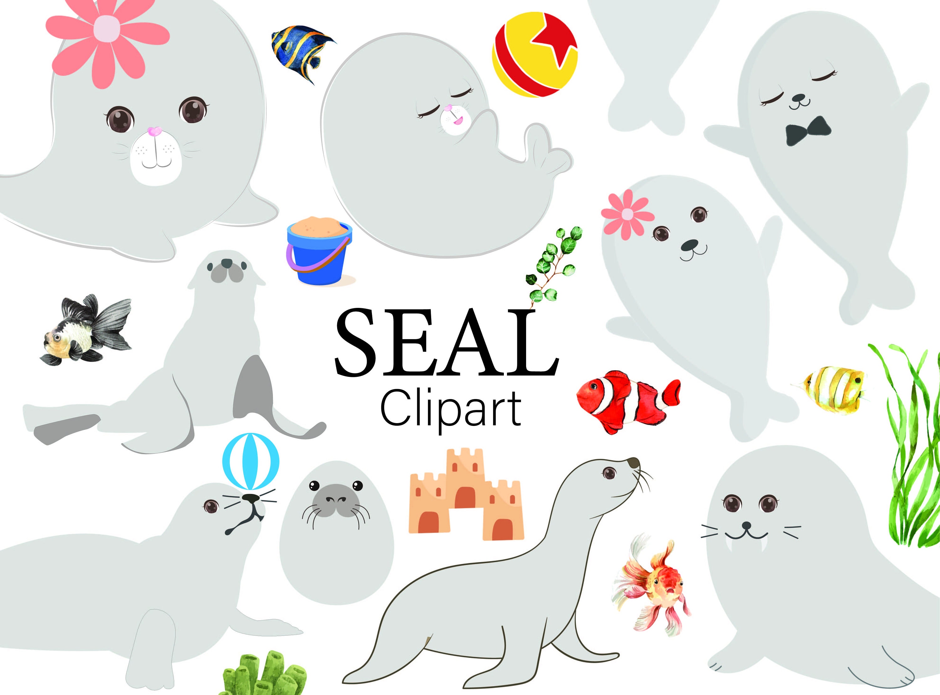 Baby Sea Lion Clipart