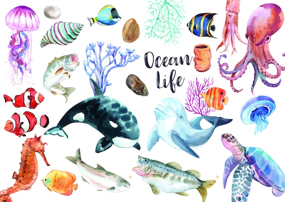 Watercolor Sea Animal Clipart Set of Cute Sea Animals - Etsy