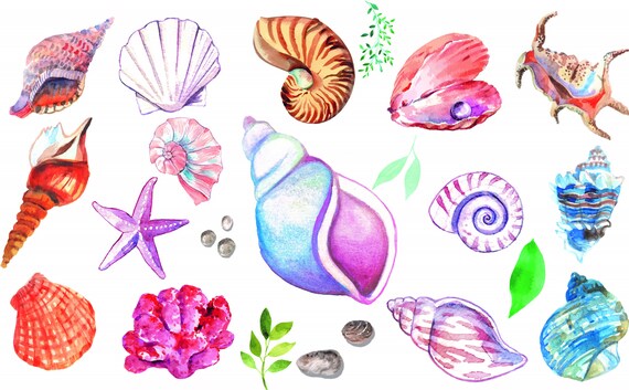 Kleurrijke Schelp Clipart 2.906 Schelp High Res Illustrations Getty