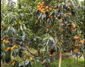 Giant Fuyu Persimmon Tree | Etsy