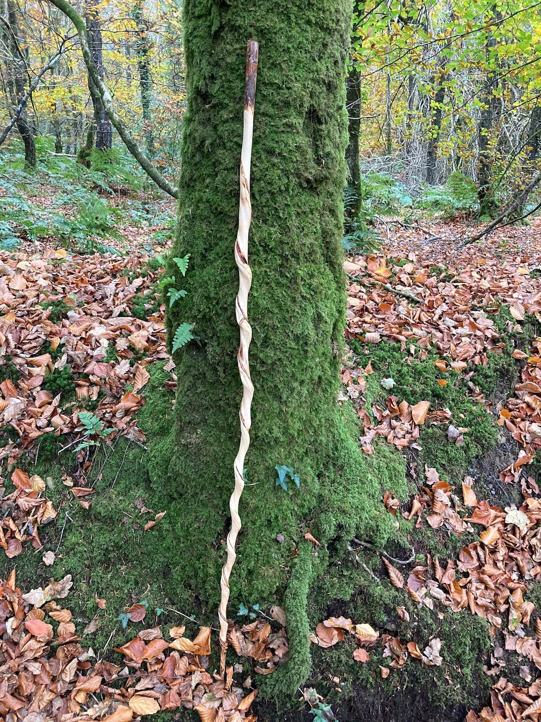 Sycamore Walking Staff Wooden Staff Twisted Staff Ceremonial Staff ...