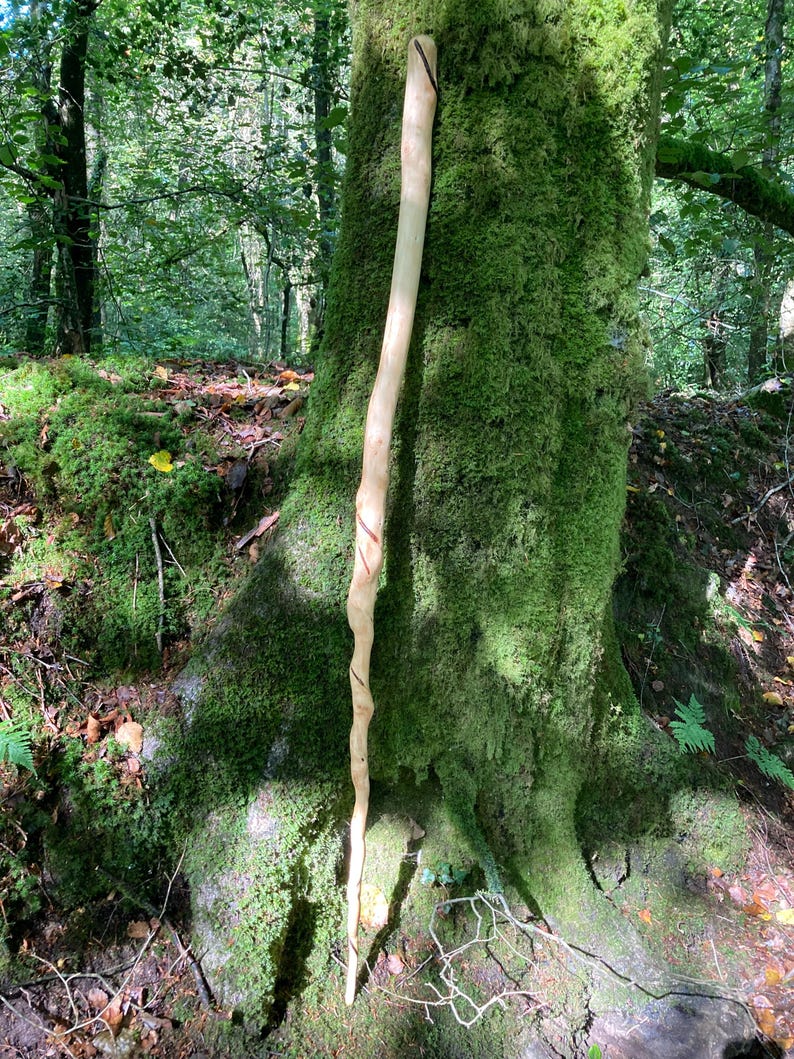 Silver Birch Twisted Walking Staff | Druid Staff | Wizard Staff | Witch ...