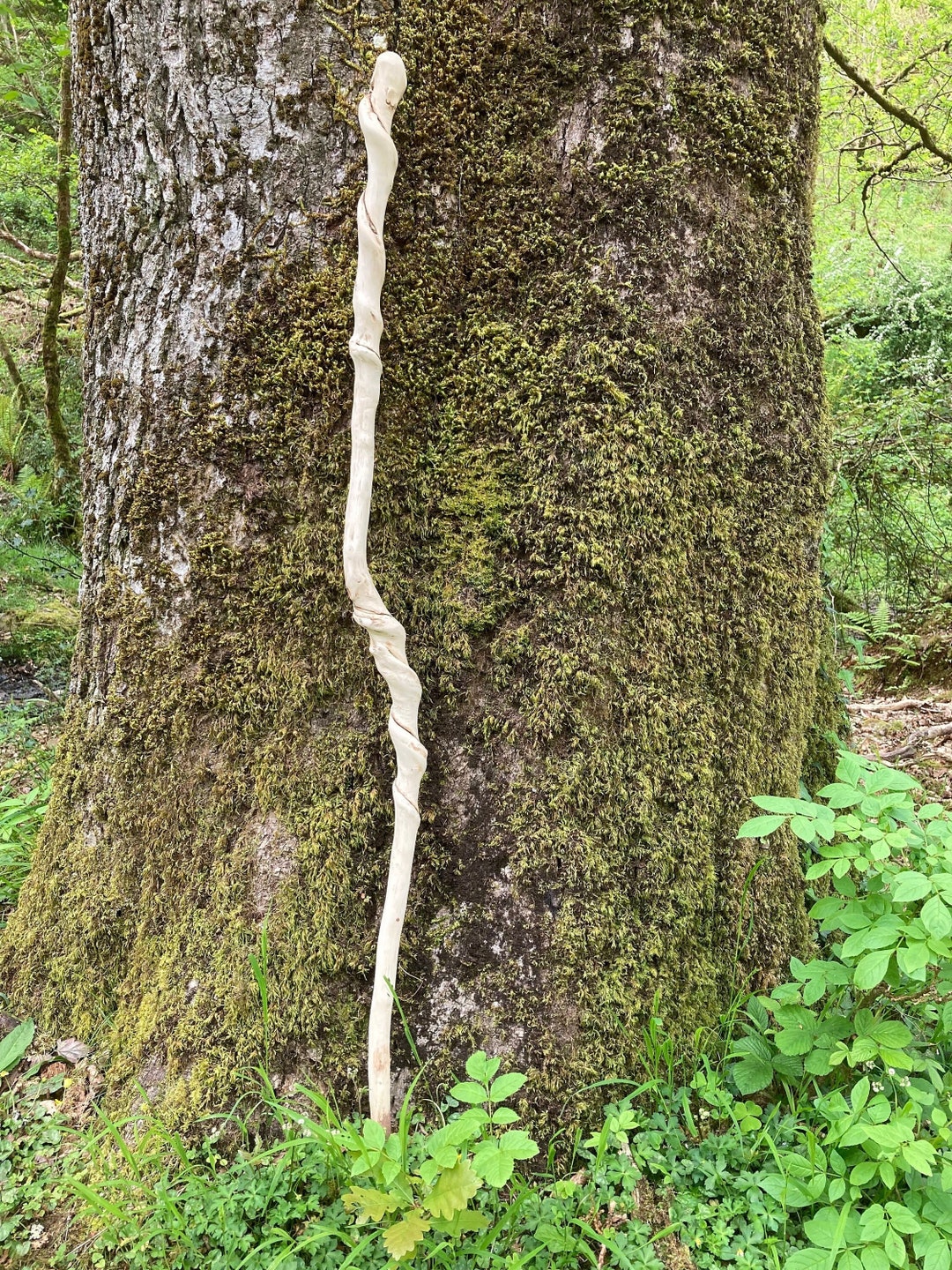 Hornbeam Druid Staff Pagan Staff Ceremonial Staff Wizard - Etsy UK
