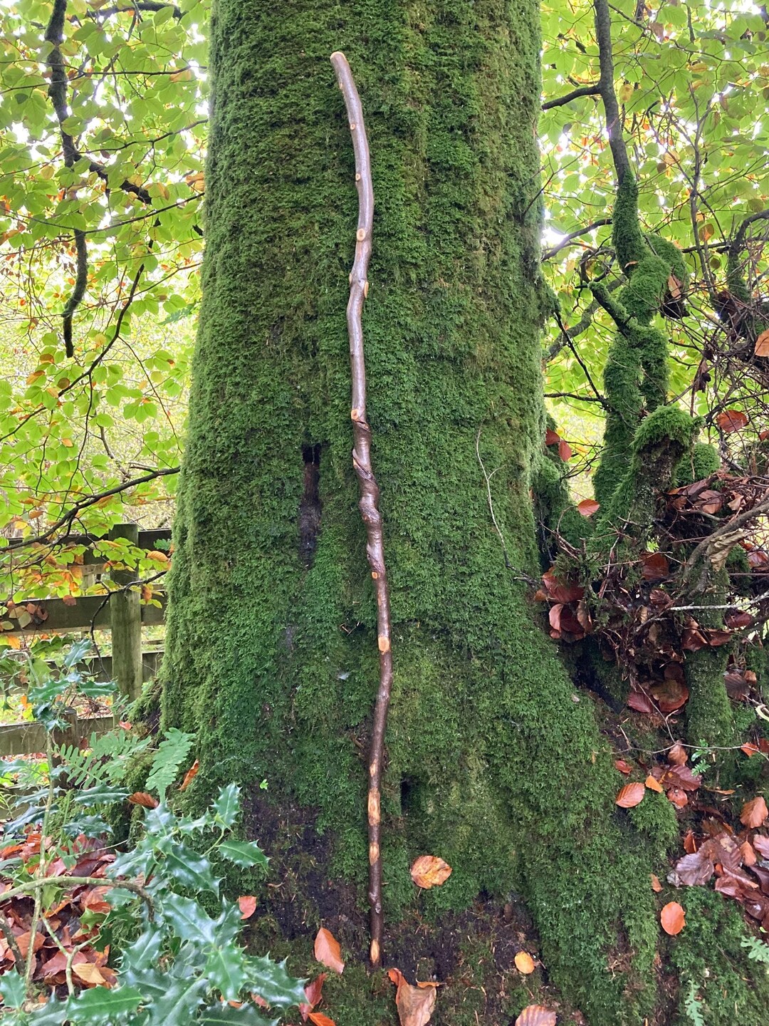 Hornbeam Walking Staff Wooden Staff Druid Staff Mage Staff Solstice ...