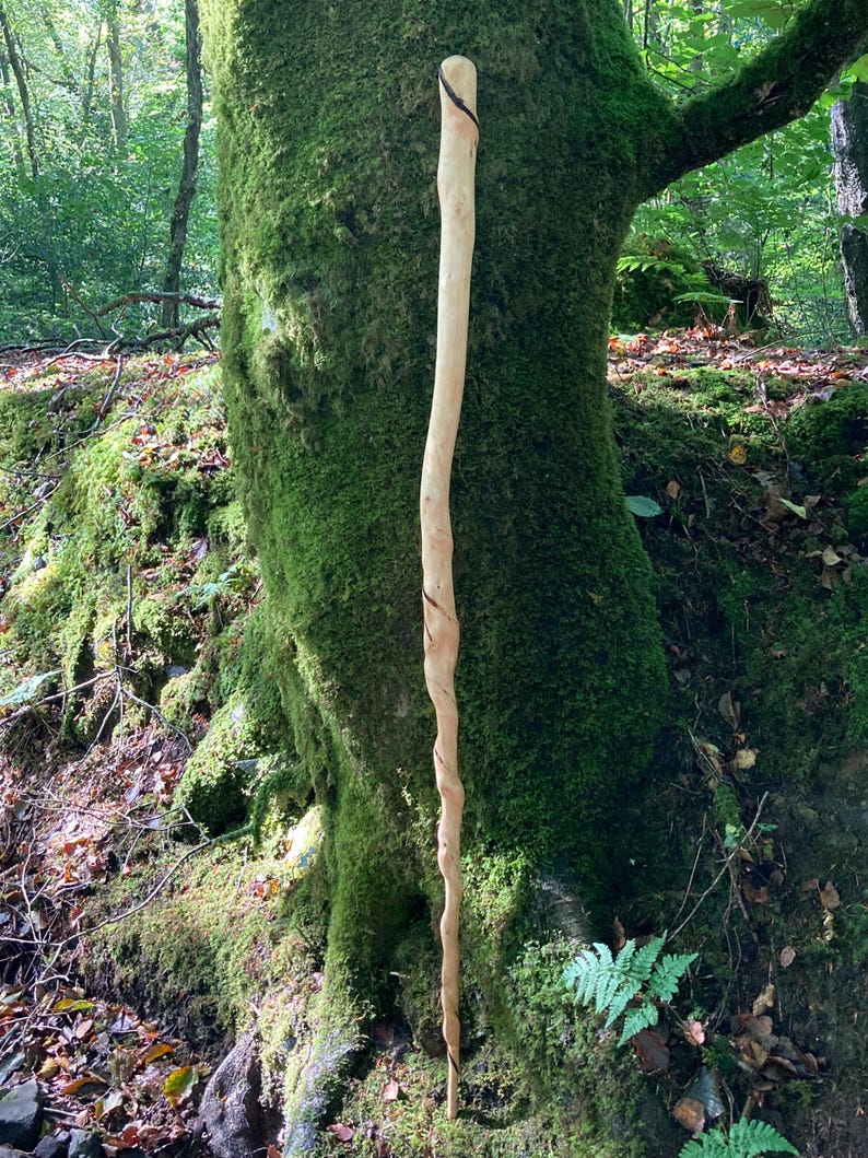 Silver Birch Twisted Walking Staff | Druid Staff | Wizard Staff | Witch ...