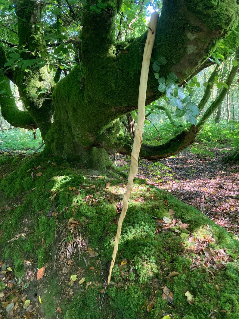 Silver Birch Twisted Walking Staff | Druid Staff | Wizard Staff | Witch ...