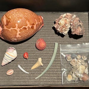 Fluorescent Shell Collection, Seashell Collection, Fluorescent ...