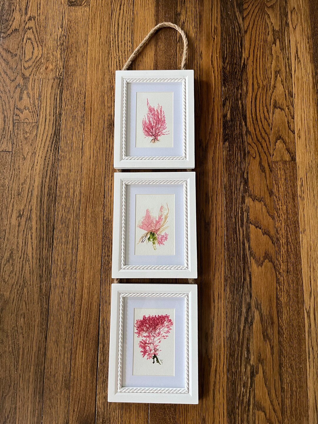 Genuine Pressed Seaweed Art Three 5 X 7 Frames White - Etsy