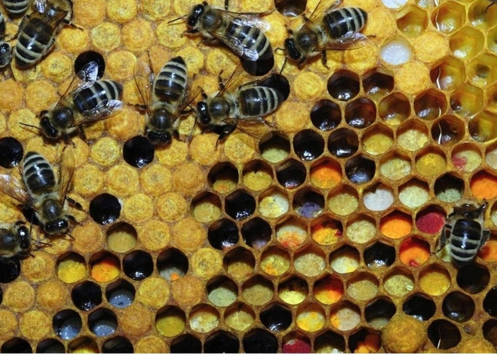 Fresh Siberian Mountains Bee Bread 088 Lb 400 Grams New | Etsy