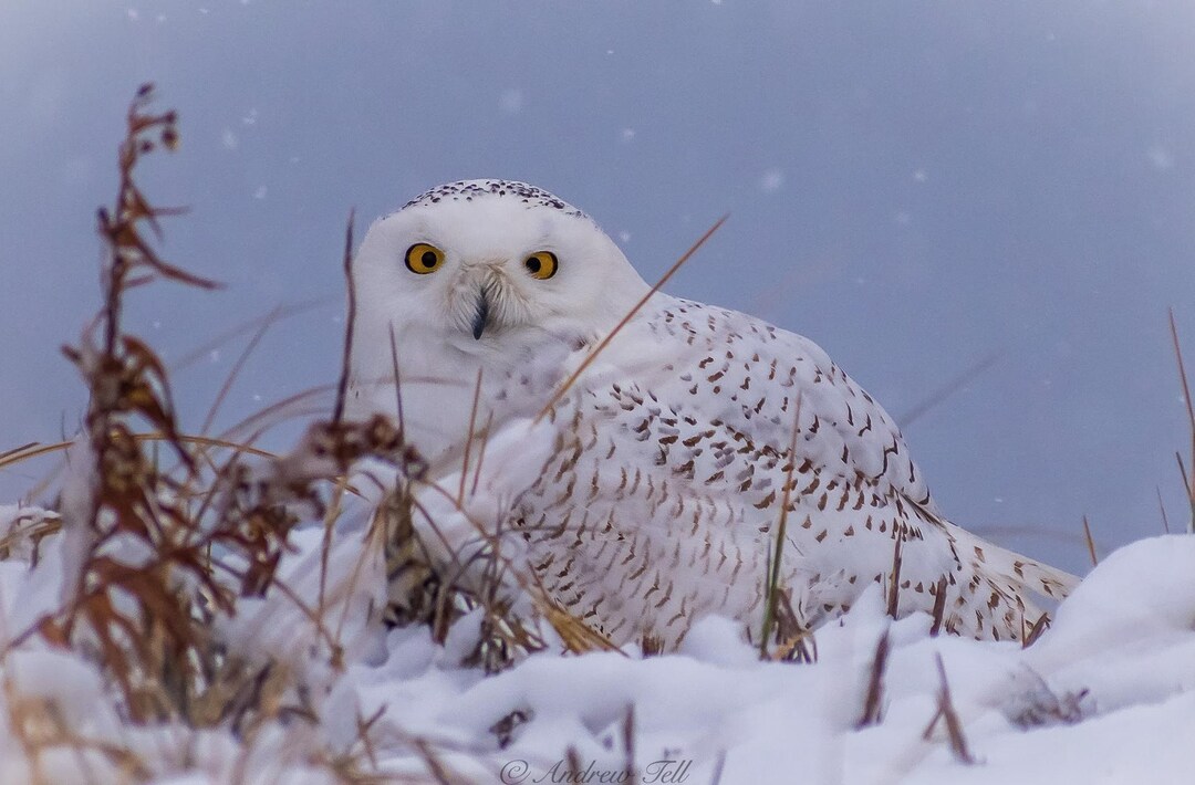 Snowy Owl | Cape Cod | West Dennis Beach | Owl | Bird | Wildlife ...