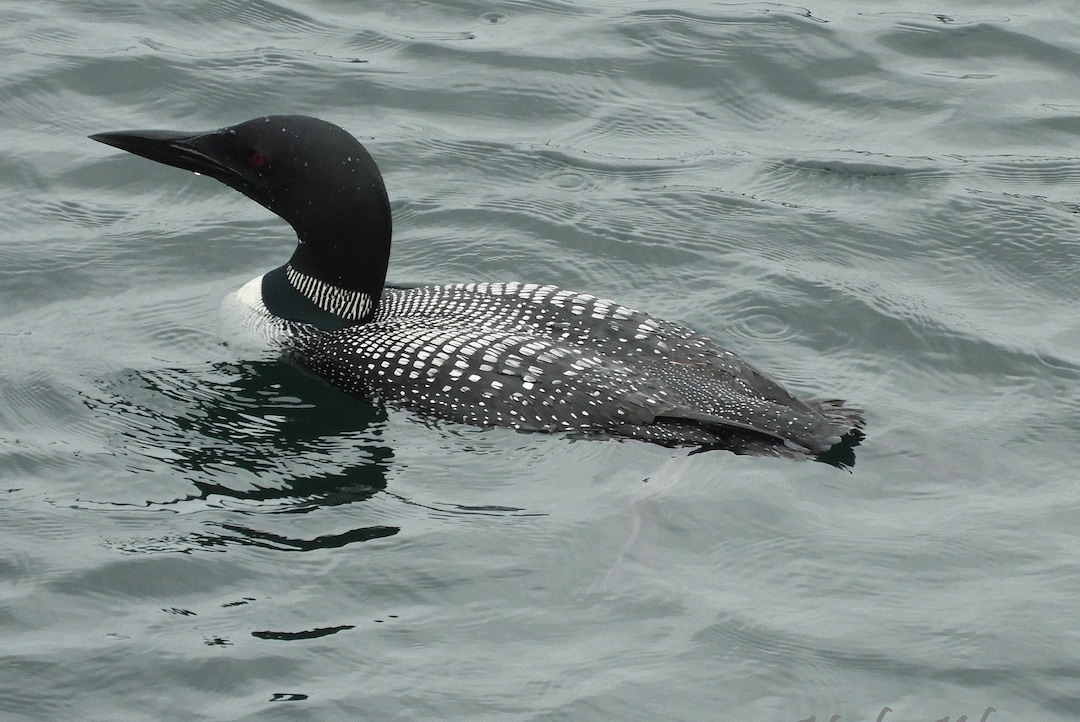 The Common Loon Photo Print, Bird Photography, Adirondacks - Etsy