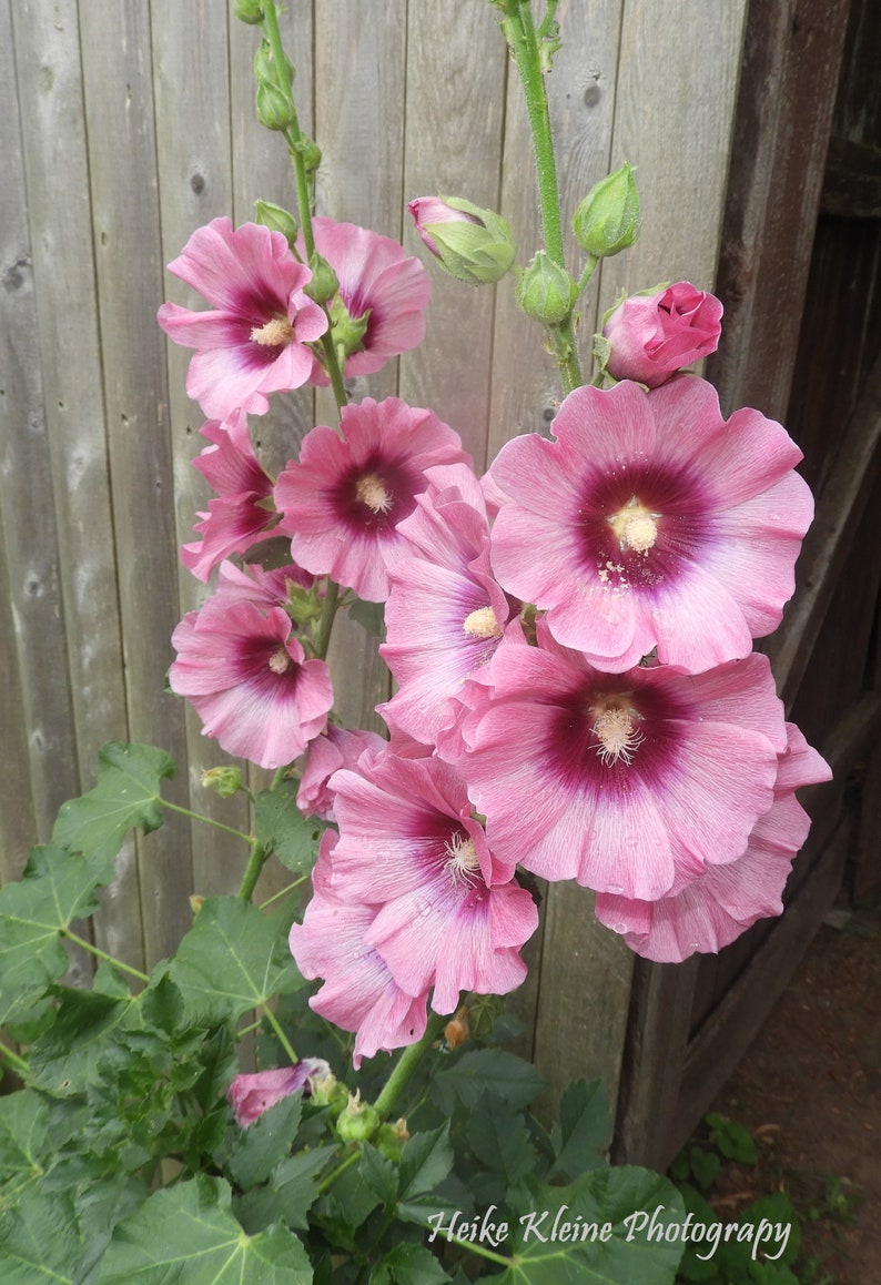 Pink Hollyhock Photo Print, Physical Photo Print, - Etsy