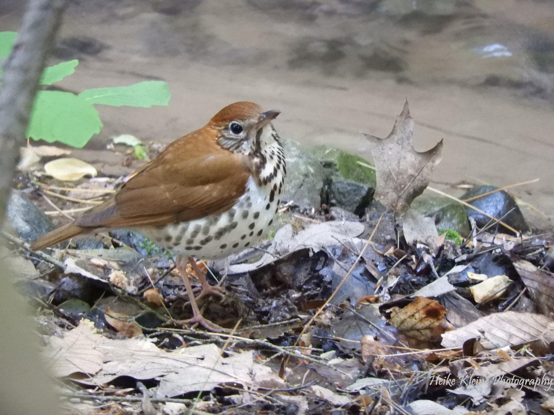 Wood Thrush Photo Print, Bird, Hylocichla Mustelina, Endangered ...