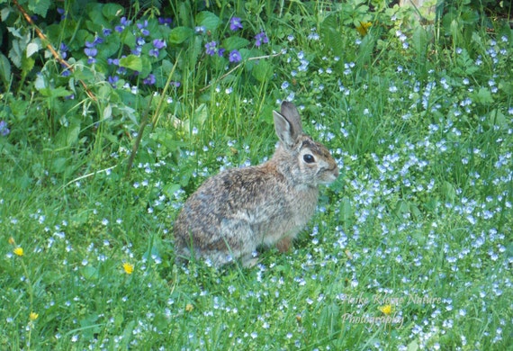 Bunny Rabbit Among Wildflowers Photo Print Wild Rabbit | Etsy