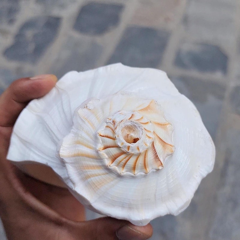 Antique Tibetan Conch Shell - Etsy