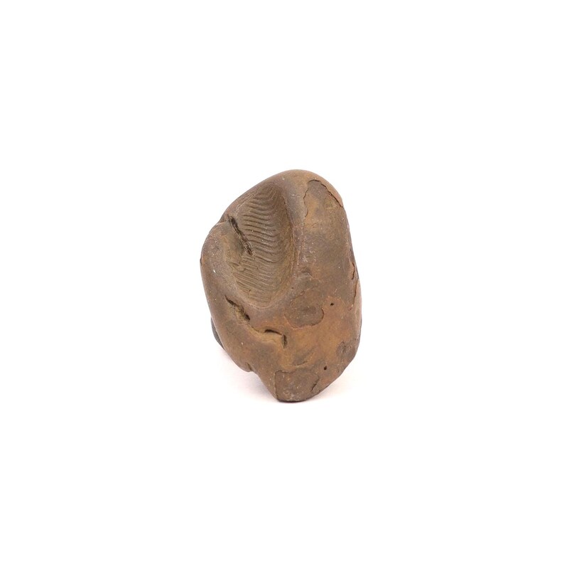 Ananta Naga Shaligram, Rare Serpent Shaped Vishnu Stone - Etsy