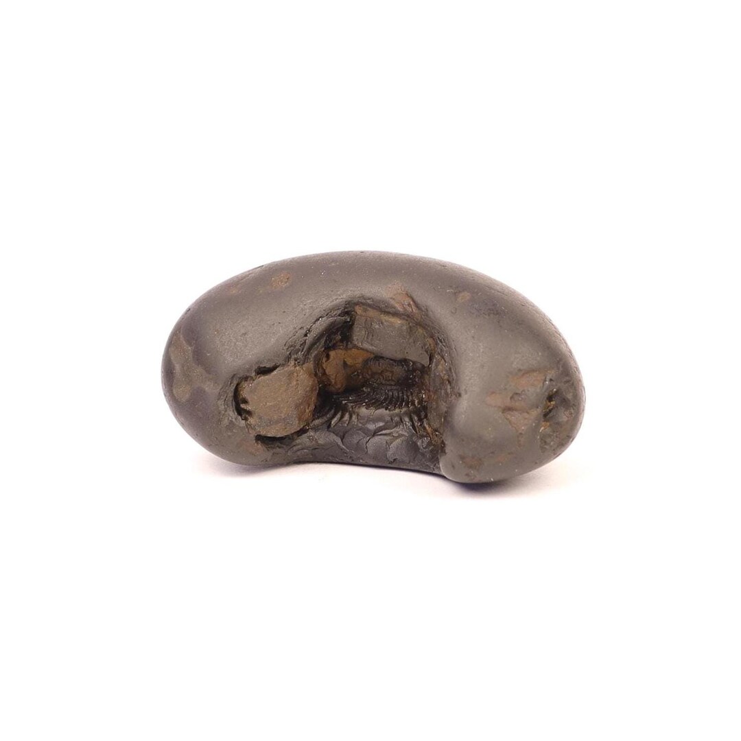 Rare Half Moon Shaligram Stone - Etsy