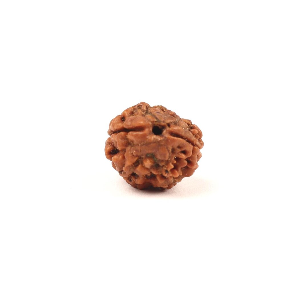 Shiva Shakti 2 Face Rudraksha Bead, Nepal Origin Large Beads - Etsy