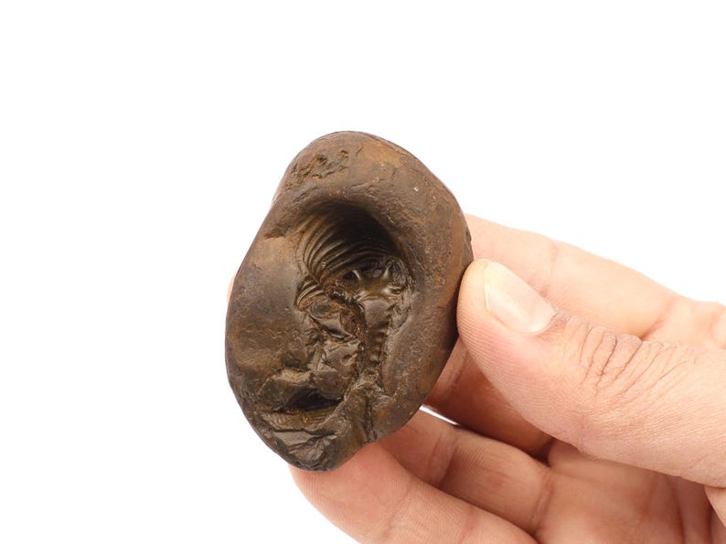 Ananta Naga Shaligram, Rare Serpent Shaped Vishnu Stone - Etsy