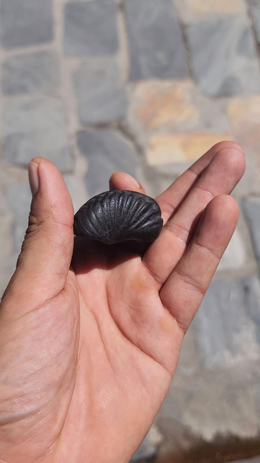 Vishuddha Chakra Shaligram the Half Chakra Mystical Stone Symbolizing ...