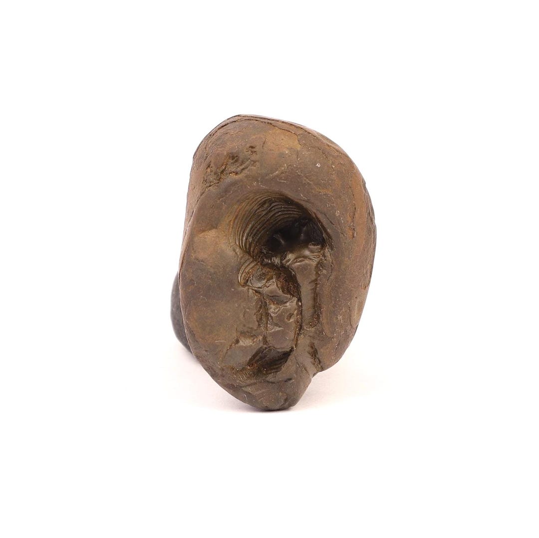 Ananta Naga Shaligram, Rare Serpent Shaped Vishnu Stone - Etsy