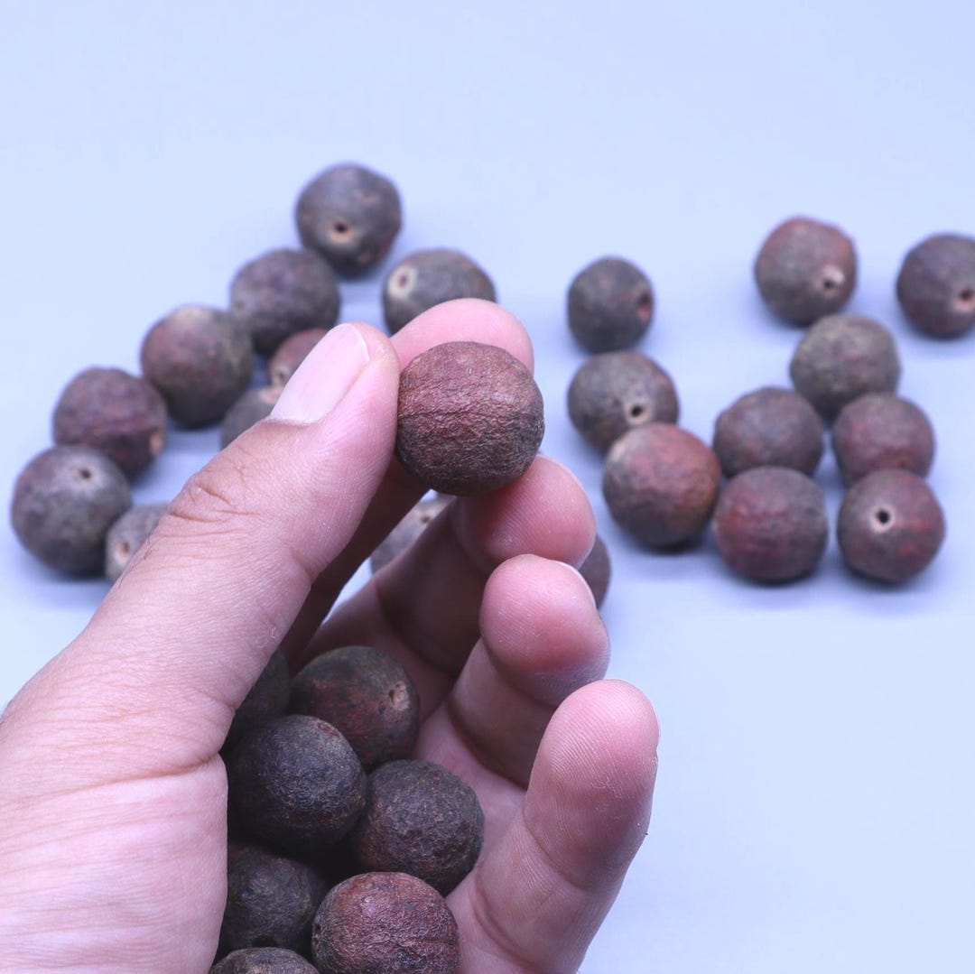 Raw Rudraksha Seed With Shell | Natural Rudraksha Beads | DIY Rudraksha ...