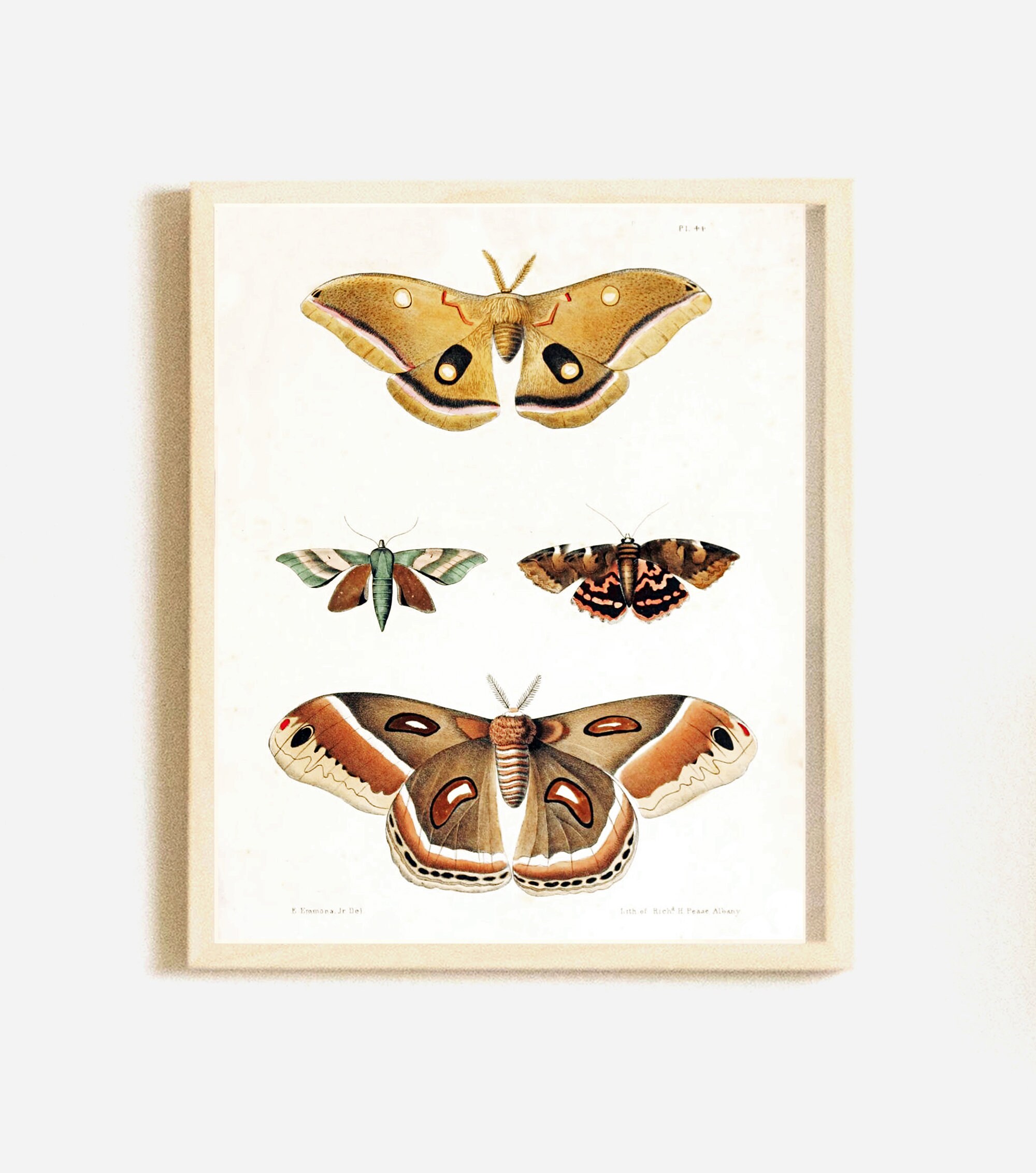 Vintage Moth Print Moth Illustration Vintage Wall Art | Etsy
