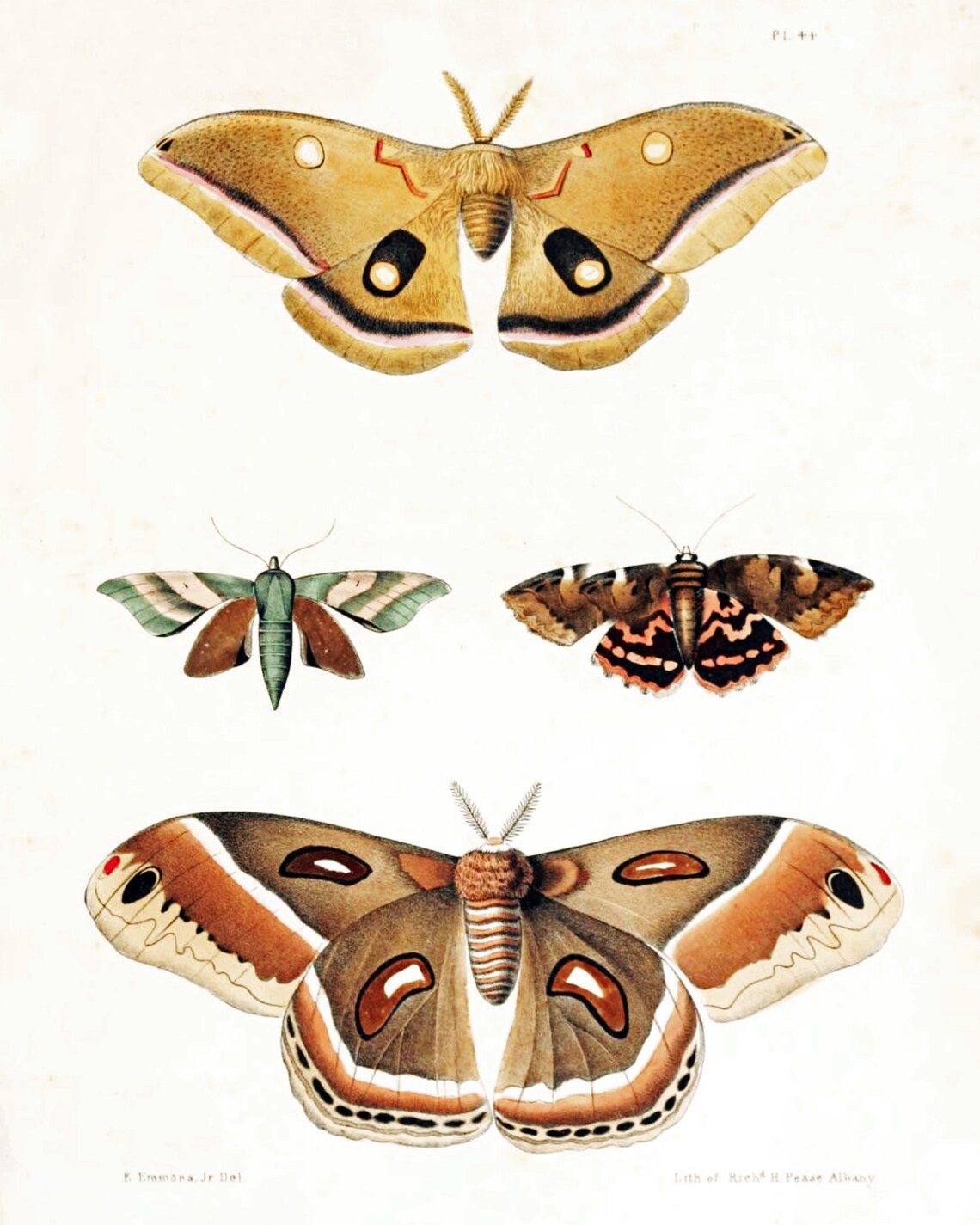 Vintage Moth Print Moth Illustration Vintage Wall Art | Etsy