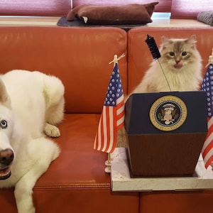 Presidential Podium Cat Scratcher | Cute Cat Scratcher With Grooming ...