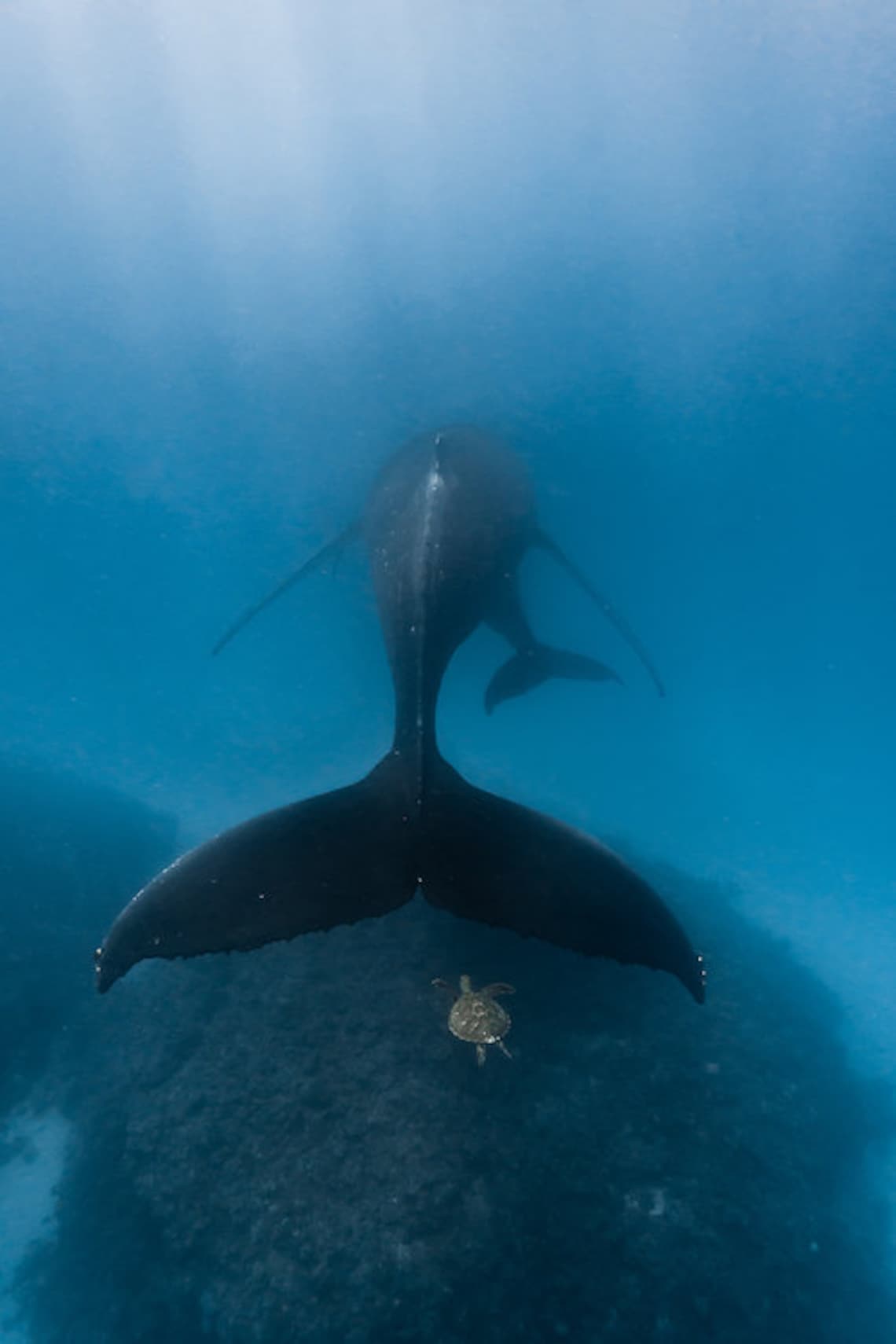Shelter - Humpback Whale and Turtle Underwater Ocean Photography Print ...