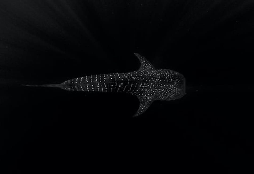 Whale Shark Hd Wallpaper