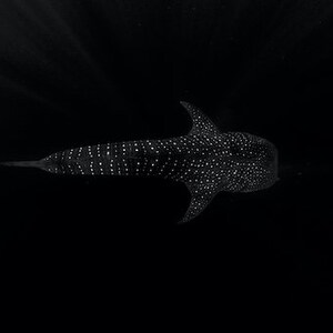 Starry Night the Whale Shark Underwater Ocean Photography - Etsy