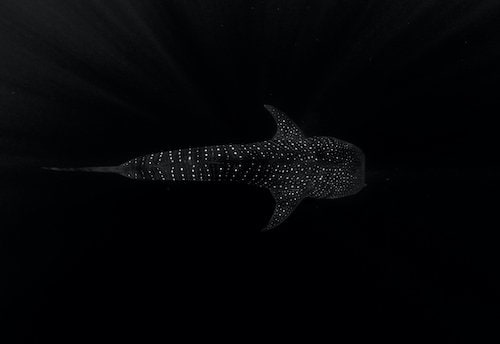Starry Night - the Whale Shark - Underwater Ocean Photography Print - Etsy