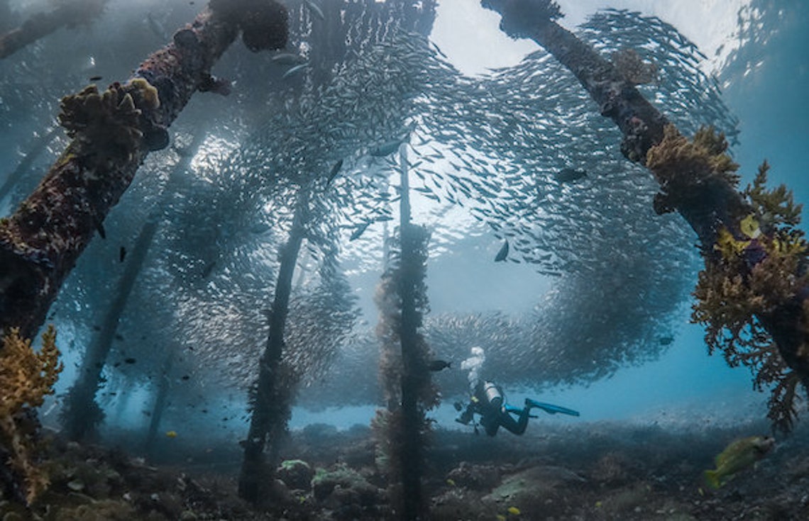 The Halo - Underwater Ocean Photography Print - Diver Surrounded by ...