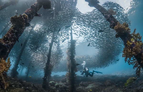 The Halo - Underwater Ocean Photography Print - Diver Surrounded by ...