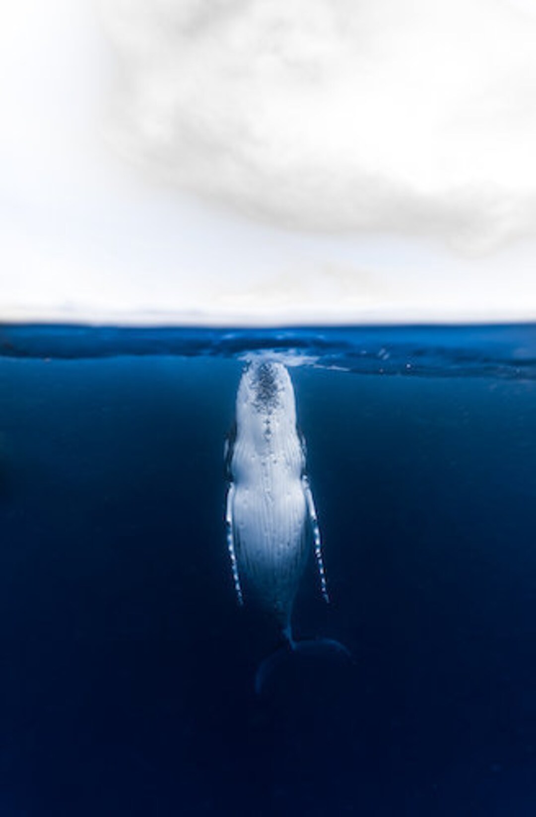 The Surface - Humpback Whale Underwater - Ocean Photography Print - Etsy