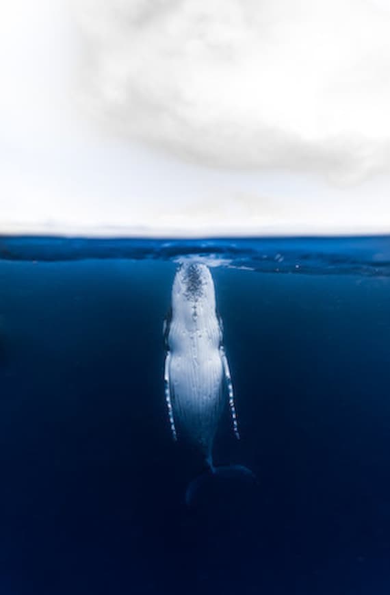 The Surface Humpback Whale Underwater Ocean Photography | Etsy