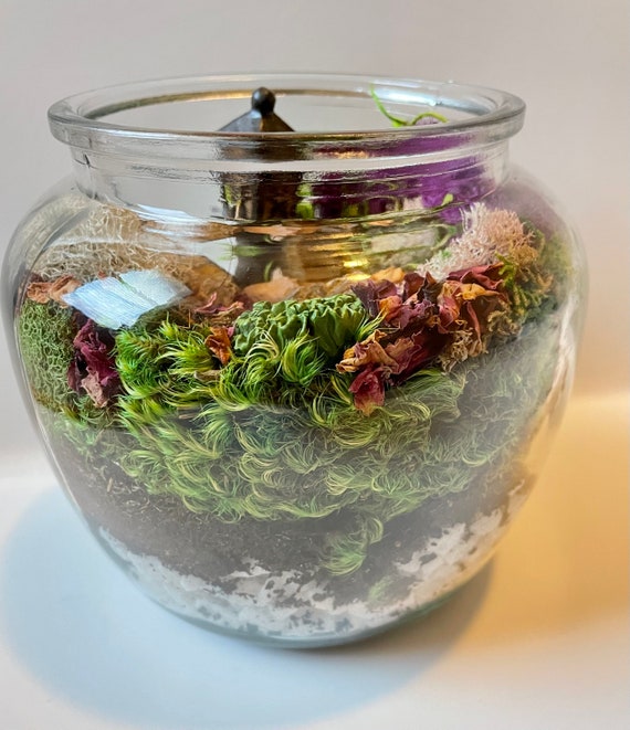 Enclosed Sustainable Terrarium/home Decor/plant-terrarium - Etsy