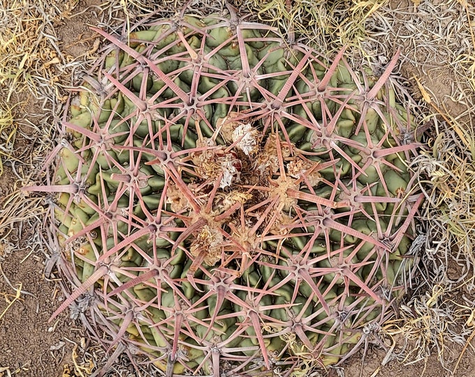 Echinocactus Texensis horse Crippler Cactus - Etsy