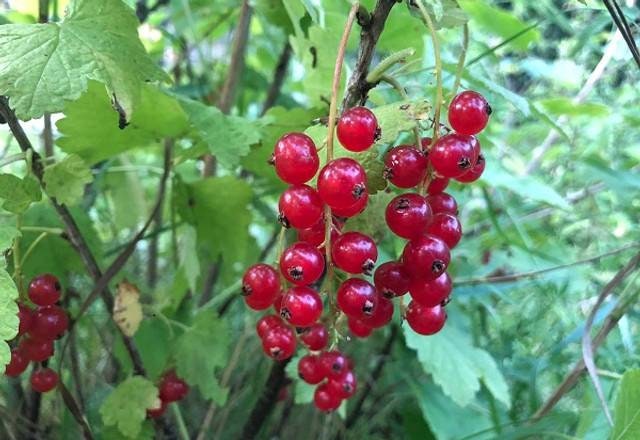 Wild Red Currant Plant