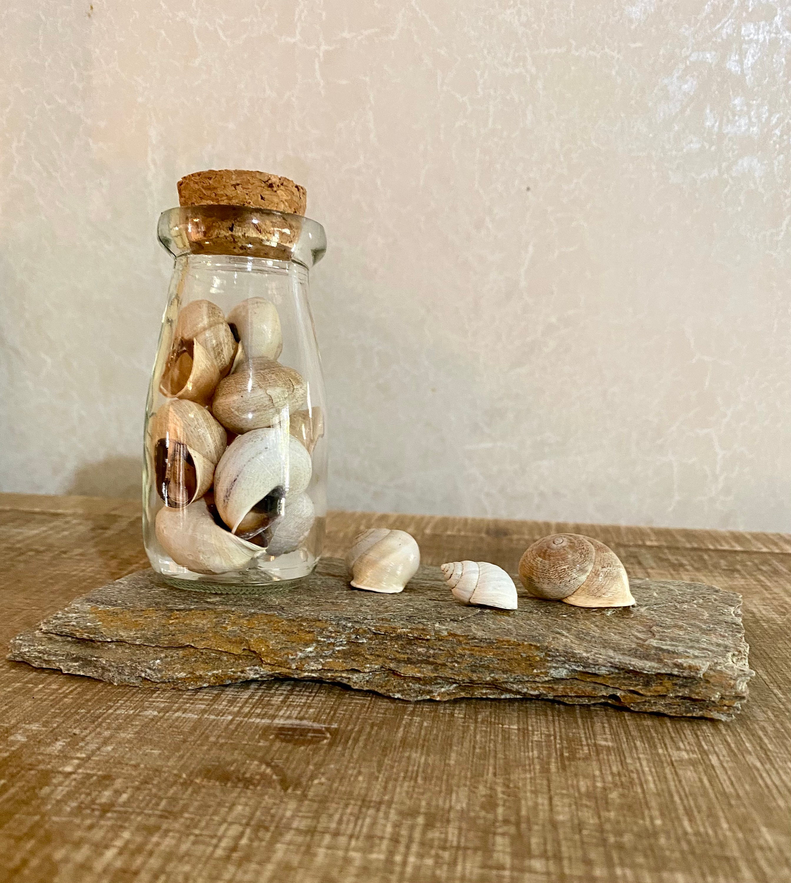 Jar of Snails - Etsy