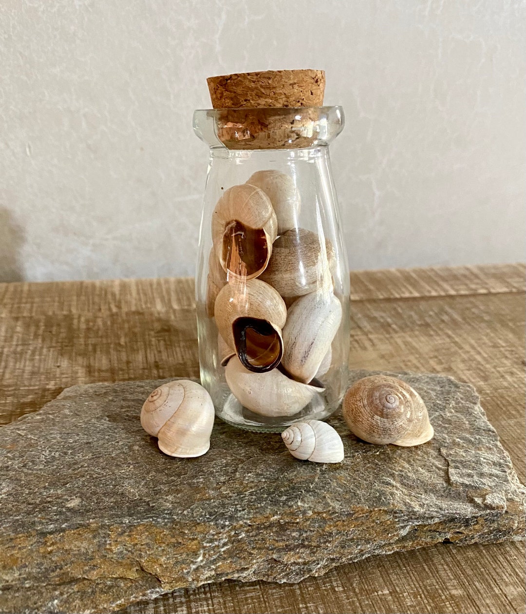 Jar of Snails - Etsy