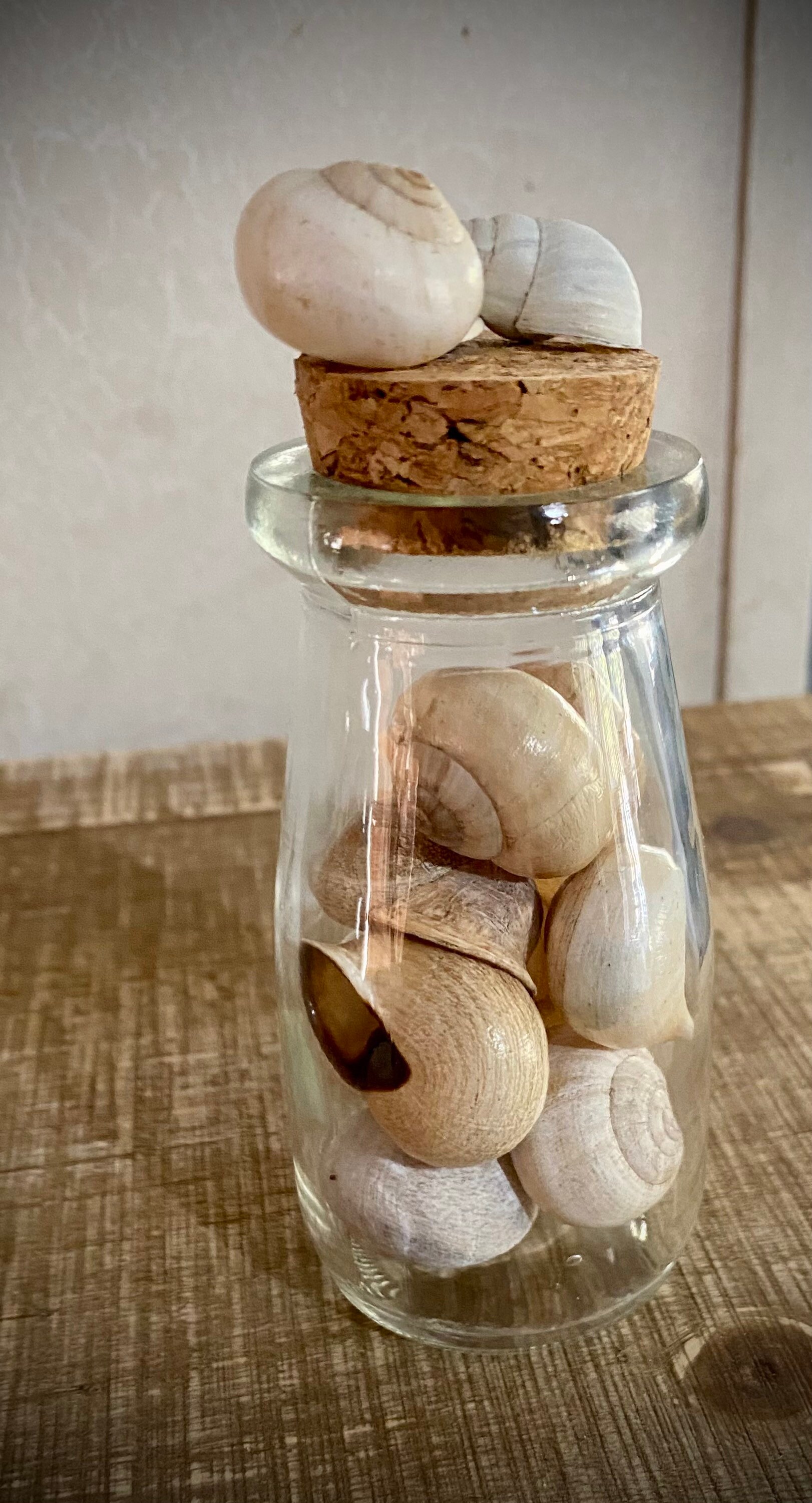 Jar of Snails - Etsy
