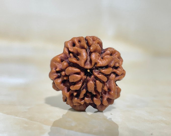 1 Mukhi Nepali Rudraksha | 20 Mm 1 Face Rudraksha | 1 Mukhi Round ...