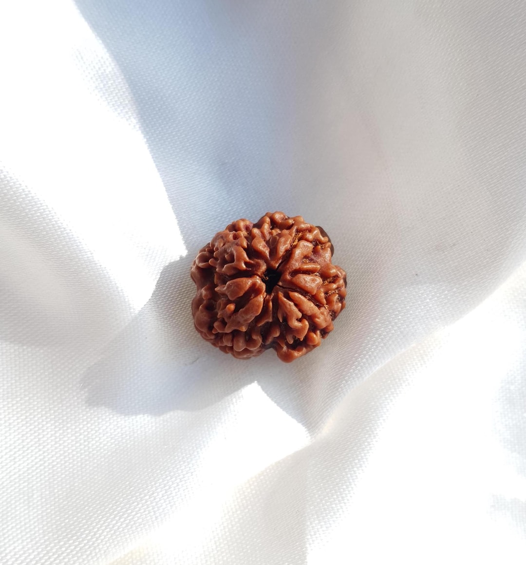 1 Face Rudraksha, 1 Mukhi Rudraksha, 21 Mm Round Shape Ek Mukhi ...
