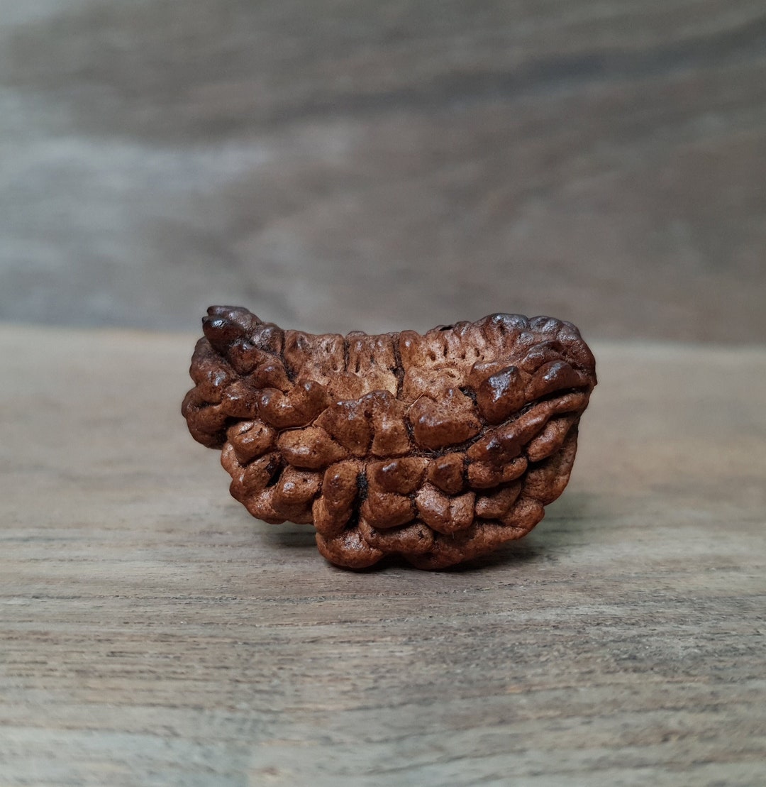 1 Face Rudraksha | 34mm 1 Mukhi Rudraksha | Cashew Nut Shape Rudraksha ...