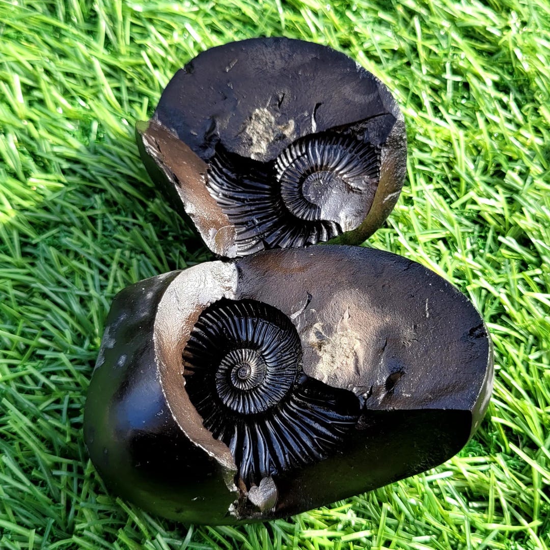 Original Laxmi Narayan Shaligram Shila From Gandaki River - Etsy