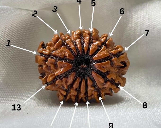 13 Mukhi Rudraksha, 13 Face Rudraksha, Nepali 13 Mukhi Rudraksha With ...