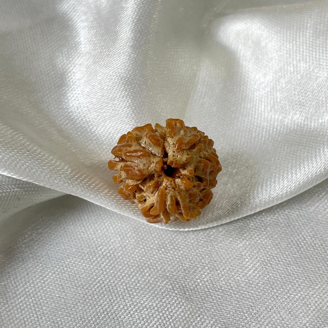 3 Face Rudraksha, 3 Mukhi Rudraksha With Lab Certificate - Etsy