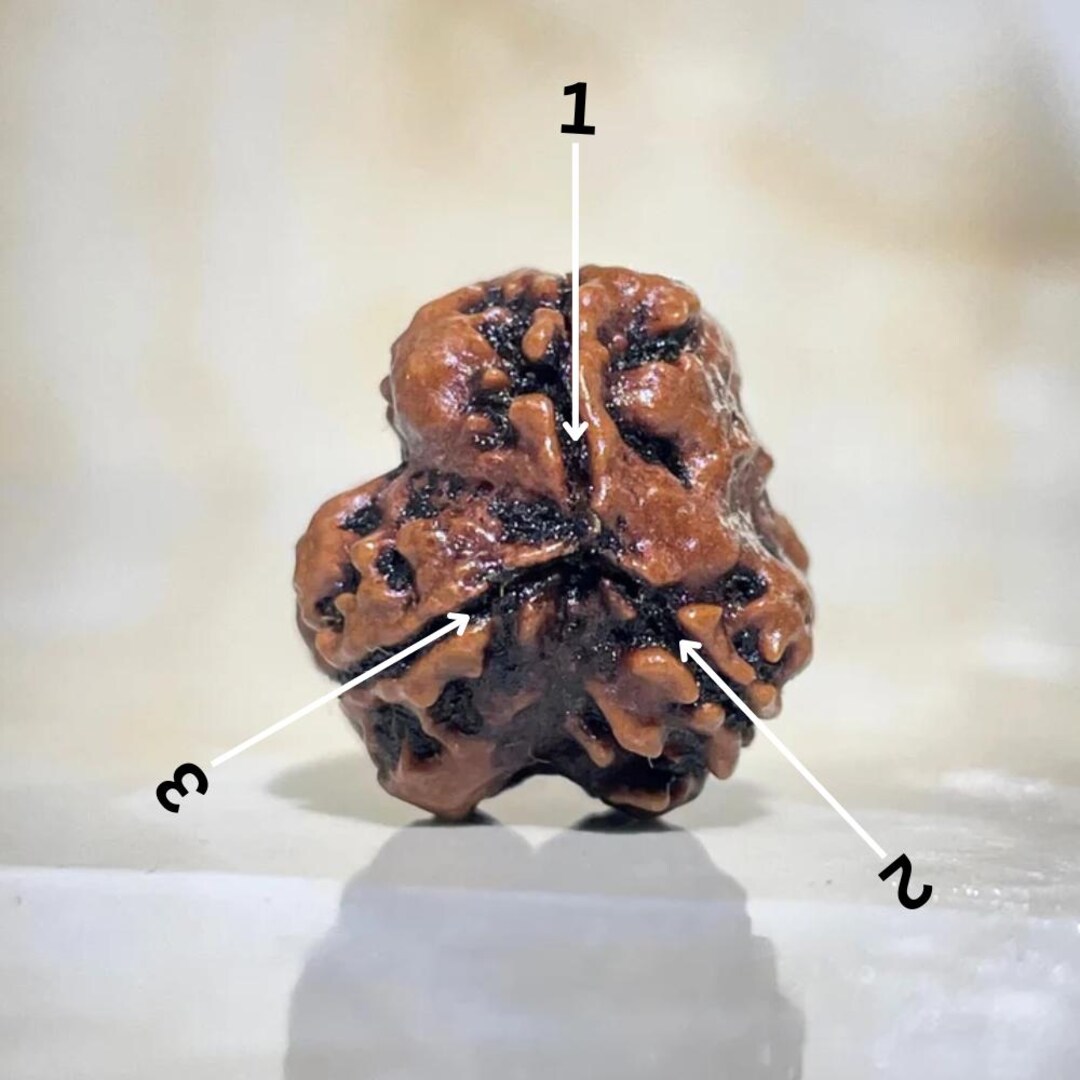 3 Face Rudraksha Nepali 3 Mukhi Rudraksha Lab Certified Pendant ...